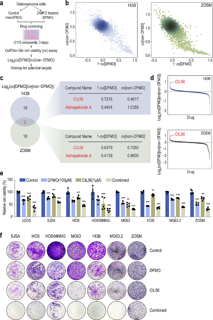 Disrupting YAP1-mediated glutamine metabolism induces synthetic ...