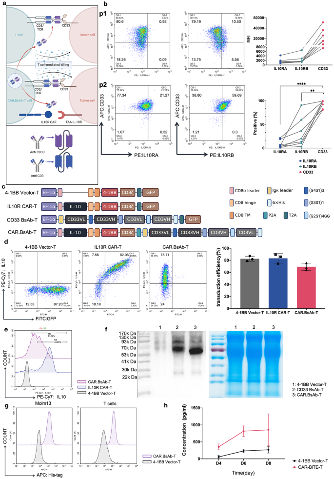 A dual-targeting approach with anti-IL10R CAR-T cells engineered to ...