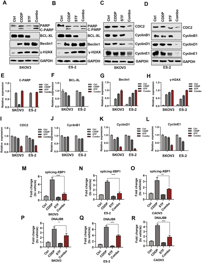 IRE1α inhibitor reduces cisplatin resistance in ovarian cancer by ...