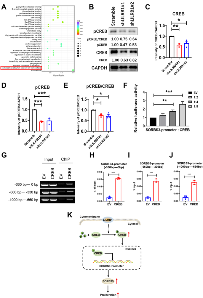 LILRB1 enhances the progression of diffuse large B-cell lymphoma ...
