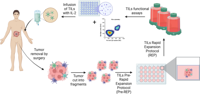 Tumor-infiltrating lymphocyte expansion protocols for adoptive cell ...