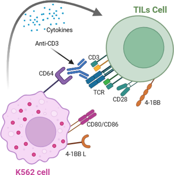Tumor-infiltrating lymphocyte expansion protocols for adoptive cell ...
