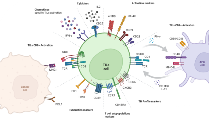 Tumor-infiltrating lymphocyte expansion protocols for adoptive cell ...