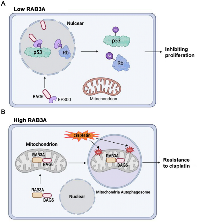 RAB3A-mediated BAG6 translocation promotes non-small cell lung cancer ...