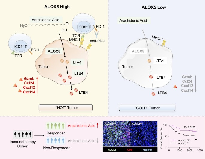 Tumoral ALOX5 mediated arachidonic acid metabolism regulates immune ...