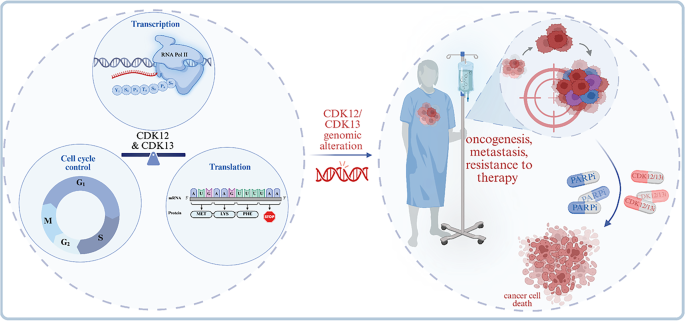 CDK12 and CDK13 in oncology: from RNA regulation to therapeutic ...