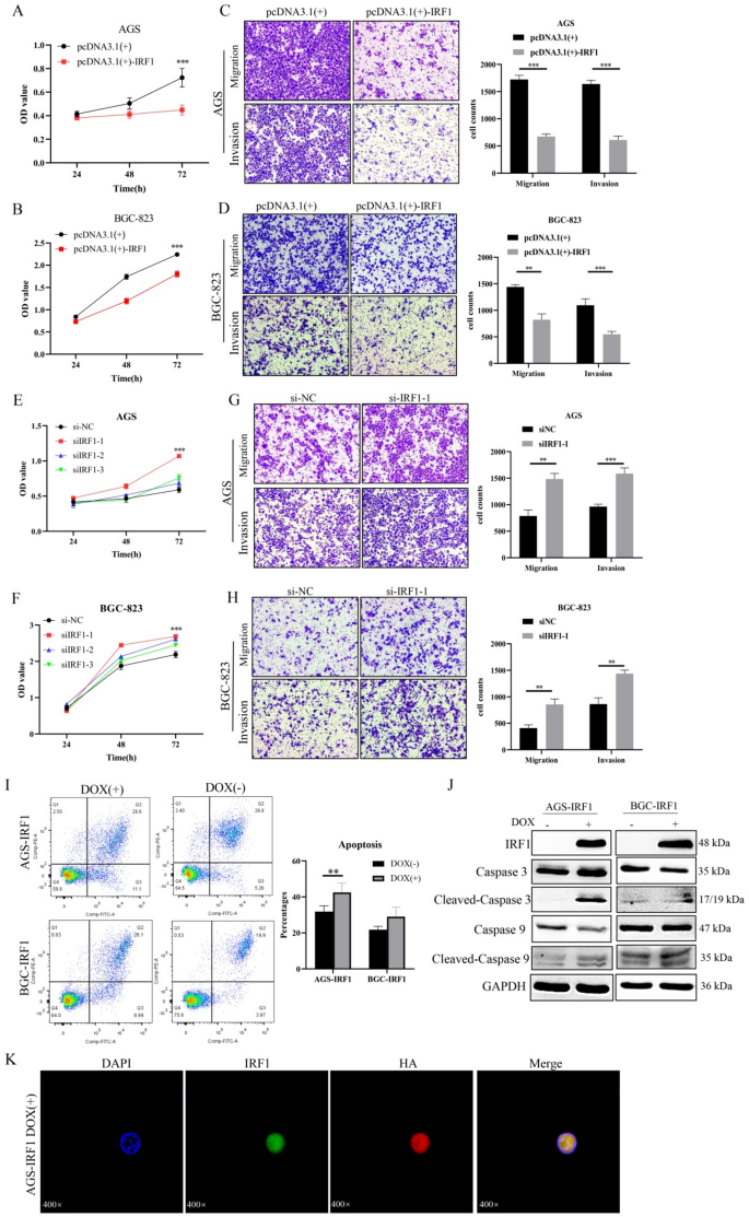 IRF1 suppresses gastric tumorigenesis via dual PI3K/AKT-ERK pathway ...