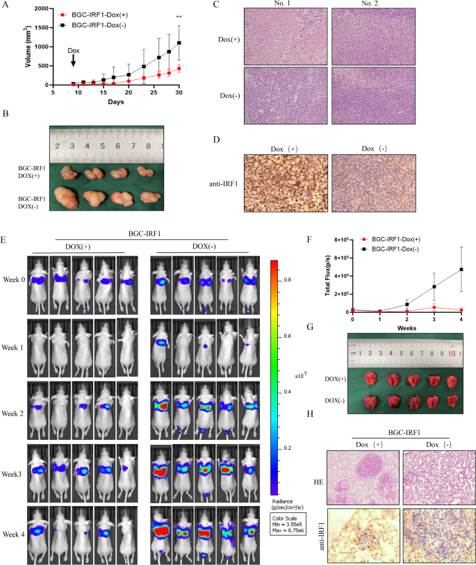 IRF1 suppresses gastric tumorigenesis via dual PI3K/AKT-ERK pathway ...