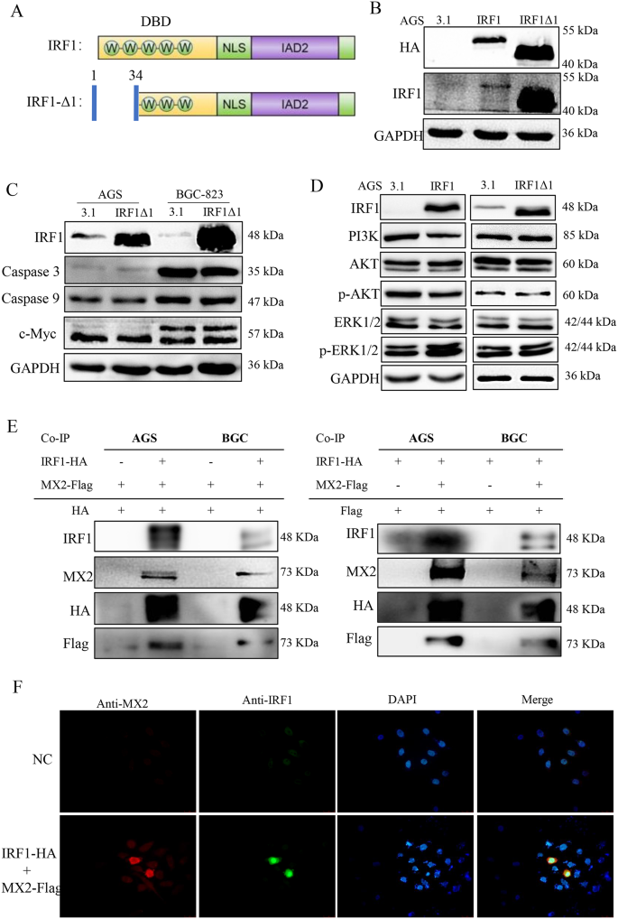 IRF1 suppresses gastric tumorigenesis via dual PI3K/AKT-ERK pathway ...
