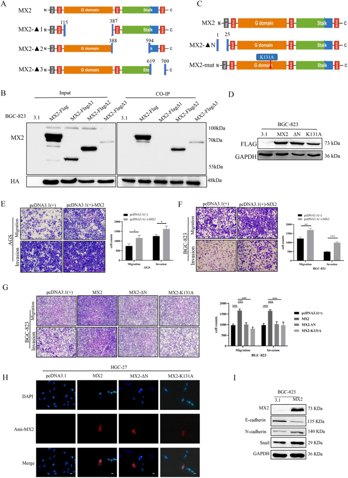IRF1 suppresses gastric tumorigenesis via dual PI3K/AKT-ERK pathway ...