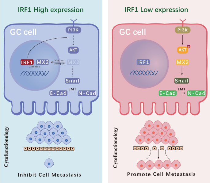 IRF1 suppresses gastric tumorigenesis via dual PI3K/AKT-ERK pathway ...