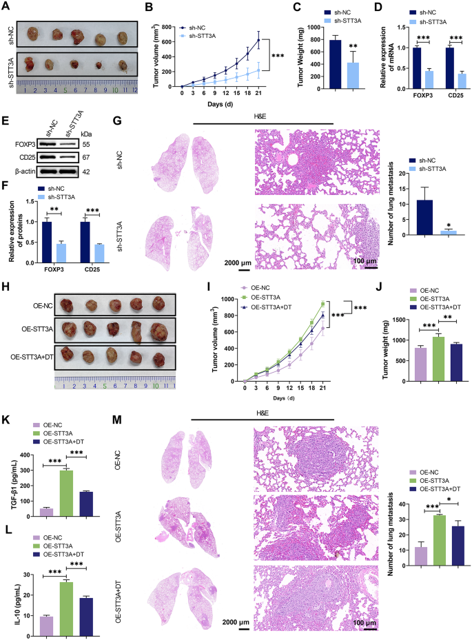 STT3A-mediated FCN3 N-glycosylation promotes Treg cell activation to ...