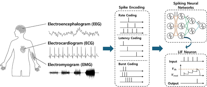 Spiking neural networks for biomedical signal analysis | Biomedical ...