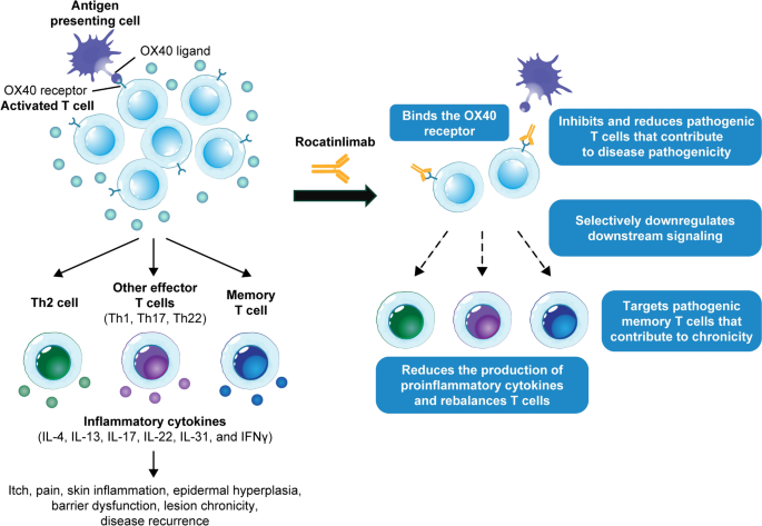 Rocatinlimab: A Novel T-Cell Rebalancing Therapy Targeting the OX40 ...