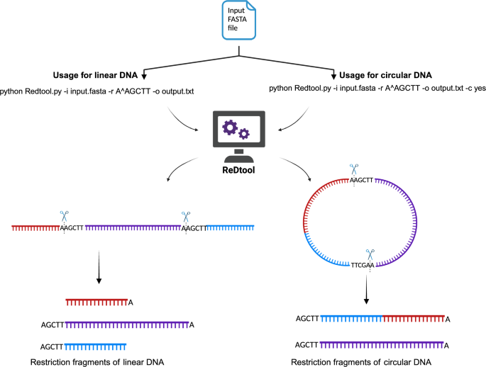 ReDtool: a Python-based command line tool for restriction digestion analysis of large DNA ...