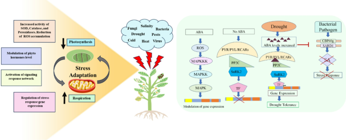 Deciphering plant survival strategies: integrating molecular mechanisms ...