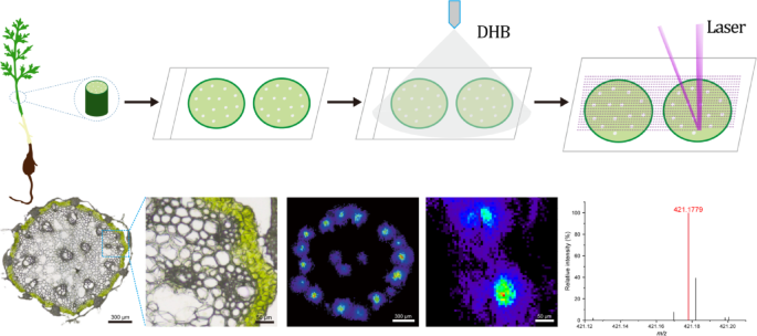 Mapping the spatiotemporal distributions of terpenoids and coumarins in ...