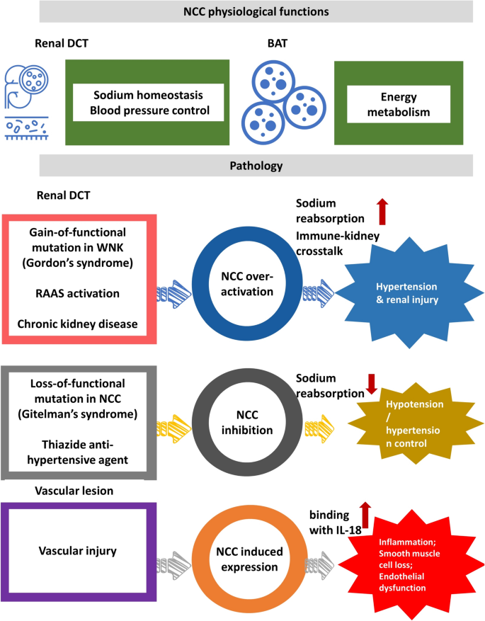 Pathophysiological role of Na–Cl cotransporter in kidneys, blood ...