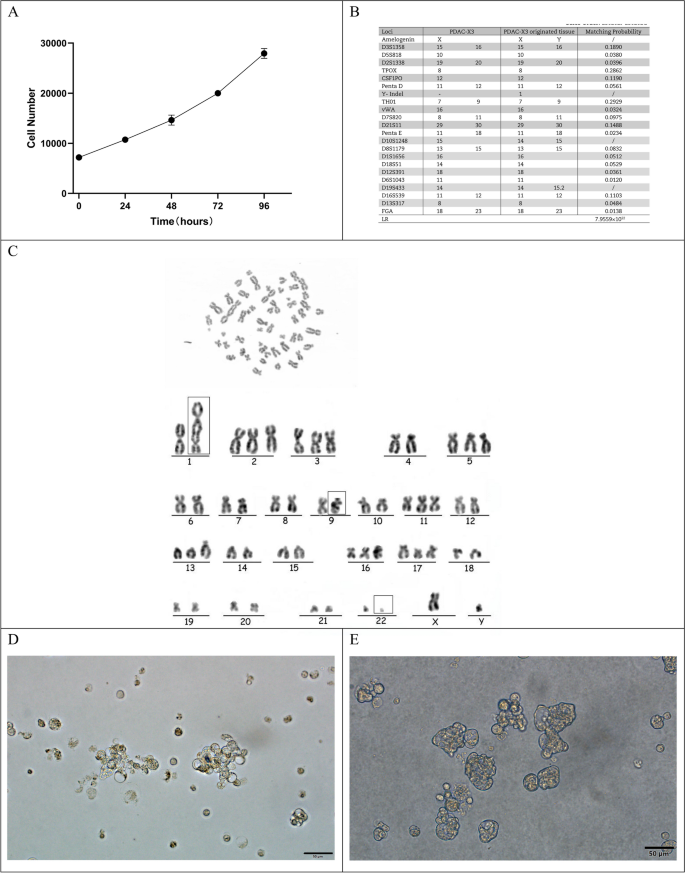 Establishment and characterization of the PDAC-X3 cell line: a novel ...