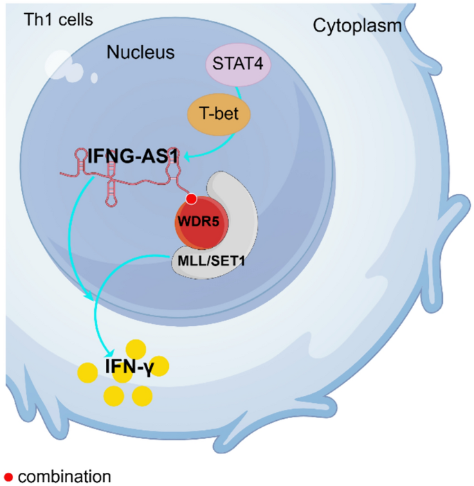 The function of long non-coding RNA IFNG-AS1 in autoimmune diseases ...