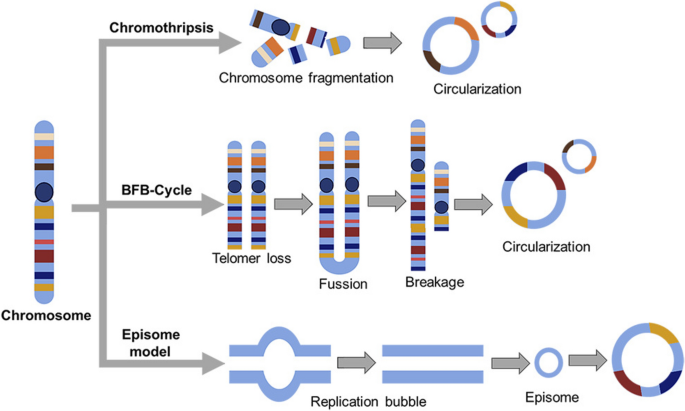 Extrachromosomal circular DNA: a double-edged sword in cancer ...