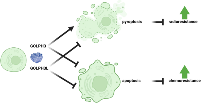 Potential reverse functions of GOLPH3 and GOLPH3L in pyroptotic cell ...