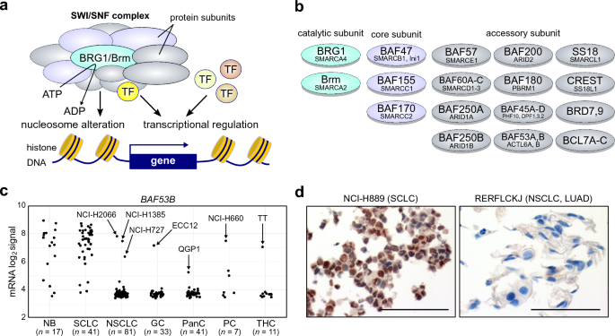 The SWI/SNF chromatin remodeling complex subunit BAF53B as an ...