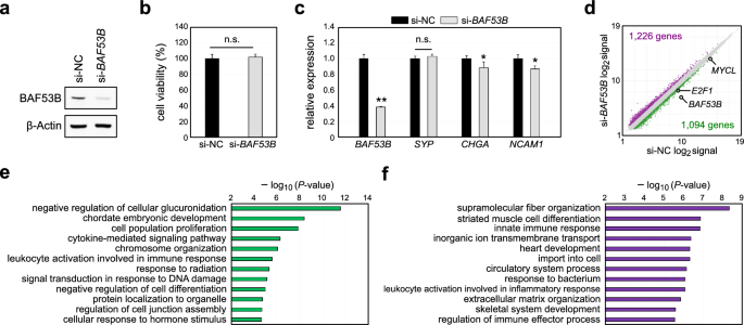 The SWI/SNF chromatin remodeling complex subunit BAF53B as an ...