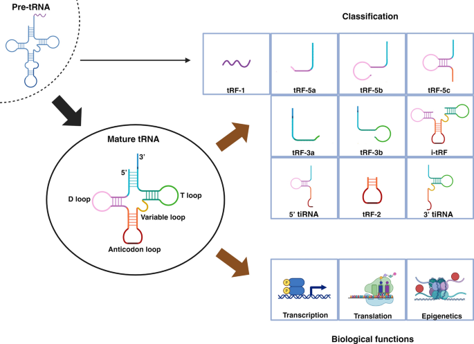 tRNA-derived small RNAs: emerging regulators of ferroptosis in human ...