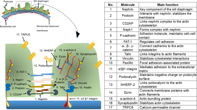 Podocytes in health and disease: from development to regeneration ...