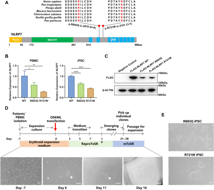 Generation and characterization of human iPSC lines (FAHZJUi001-A and ...