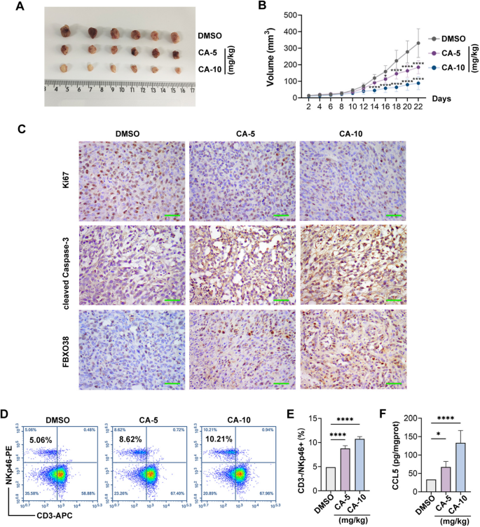 Chebulagic acid targets FBXO38 to enhance natural killer cell-mediated ...
