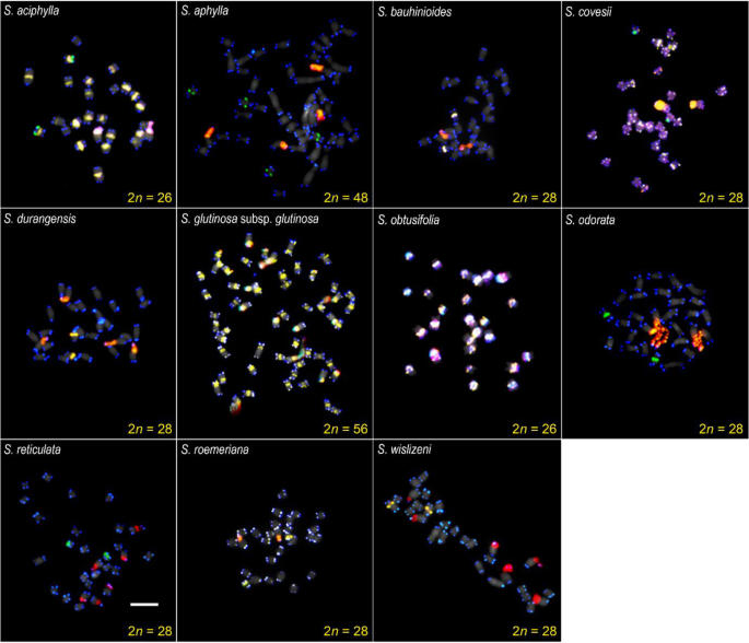 Unraveling evolutionary dynamics in the Senna genus through PLOP-FISH ...