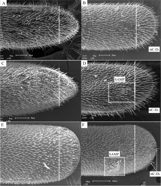 Unique morphological and morphometric traits of nocturnal bee antennae ...