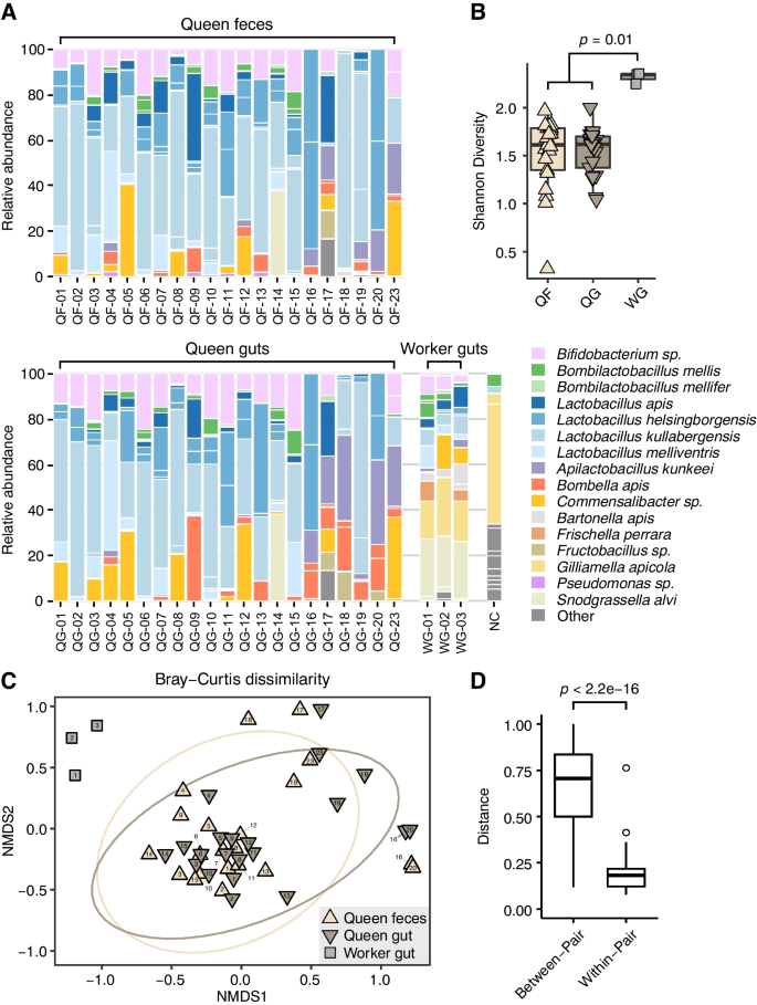A non-destructive approach to assess the gut microbiome of honey bee ...