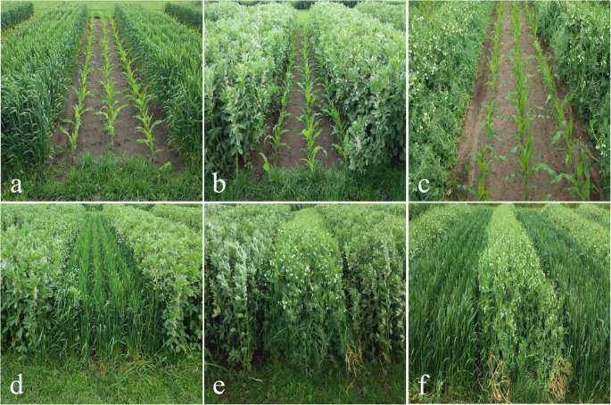 Temporal complementarity drives nitrogen uptake in strip intercropping ...