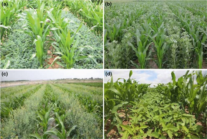 Intercropping increases soil multifunctionality potentially by ...