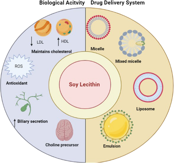 A comprehensive review on pleiotropic effects and therapeutic potential ...