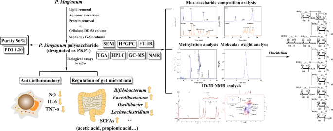 A novel polysaccharide in Polygonatum kingianum: structure elucidation, the activities of anti ...