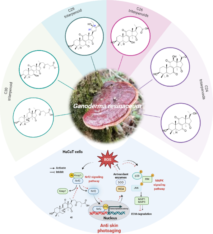 Novel triterpenoids from Ganoderma resinaceum attenuate UV-induced ...