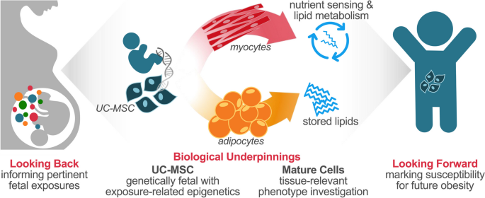 New Frontiers: Umbilical Cord Mesenchymal Stem Cells Uncover ...