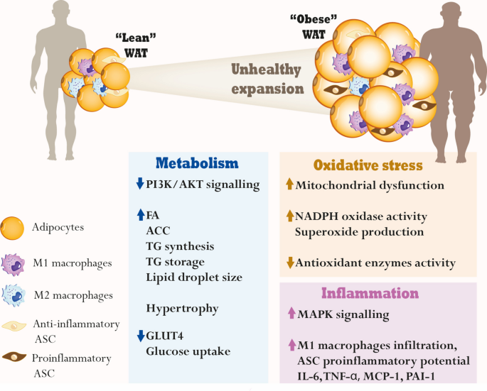 Obesogens in Prostate Cancer: An Endocrine and Metabolic Threat ...