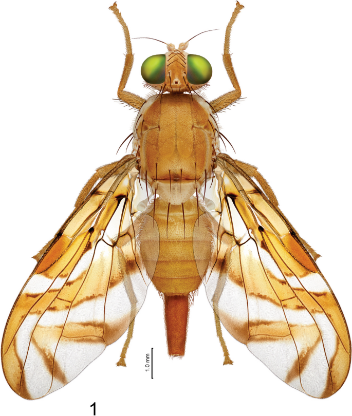A New Species of the Anastrepha pseudoparallela Group (Diptera ...