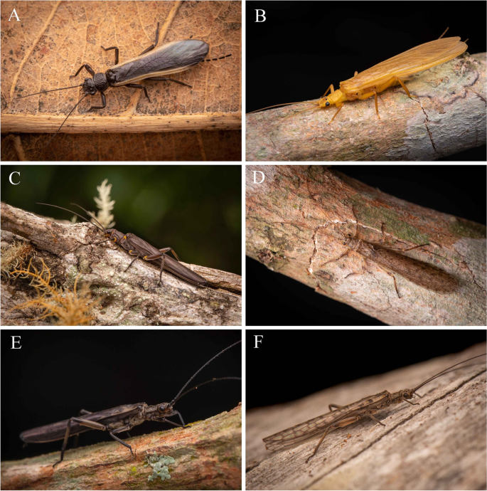 Diversity and Ecological Distribution of Plecoptera of Minas Gerais ...