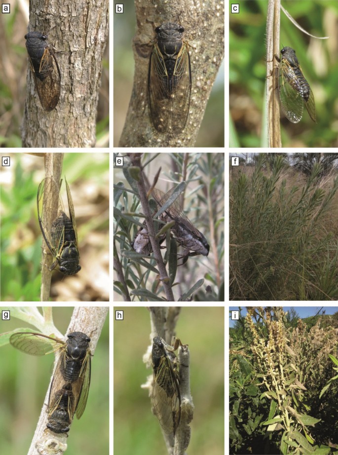 A New Species of Tympanoterpes Stål, 1861 (Hemiptera: Cicadidae ...