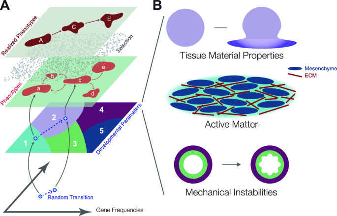 Biological Theories of Morphogenesis Based on Holistic Biophysical ...