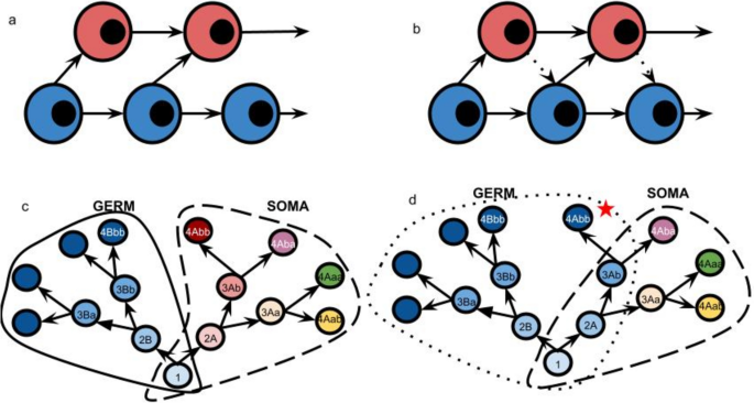Let’s Talk About Sex…Cell Lineages | Biological Theory