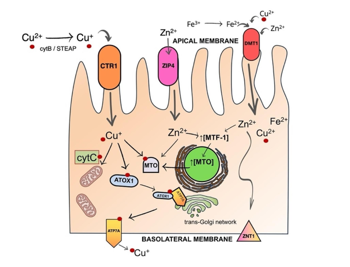 Copper deficiency myeloneuropathy associated to zinc supplementation: a ...