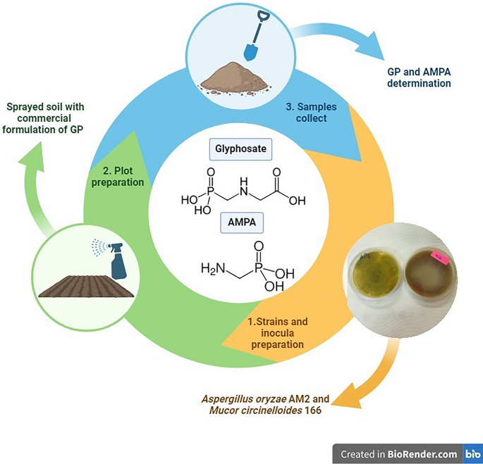 Glyphosate and aminomethylphosphonic acid removal by fungal strains ...