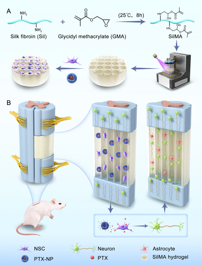 The Porous SilMA Hydrogel Scaffolds Carrying Dual-Sensitive Paclitaxel ...